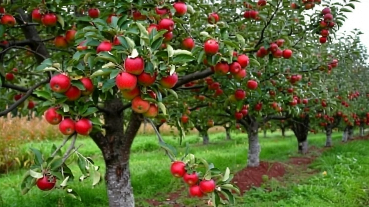 Are Apple Trees Evergreen? - Orchard Knowledge