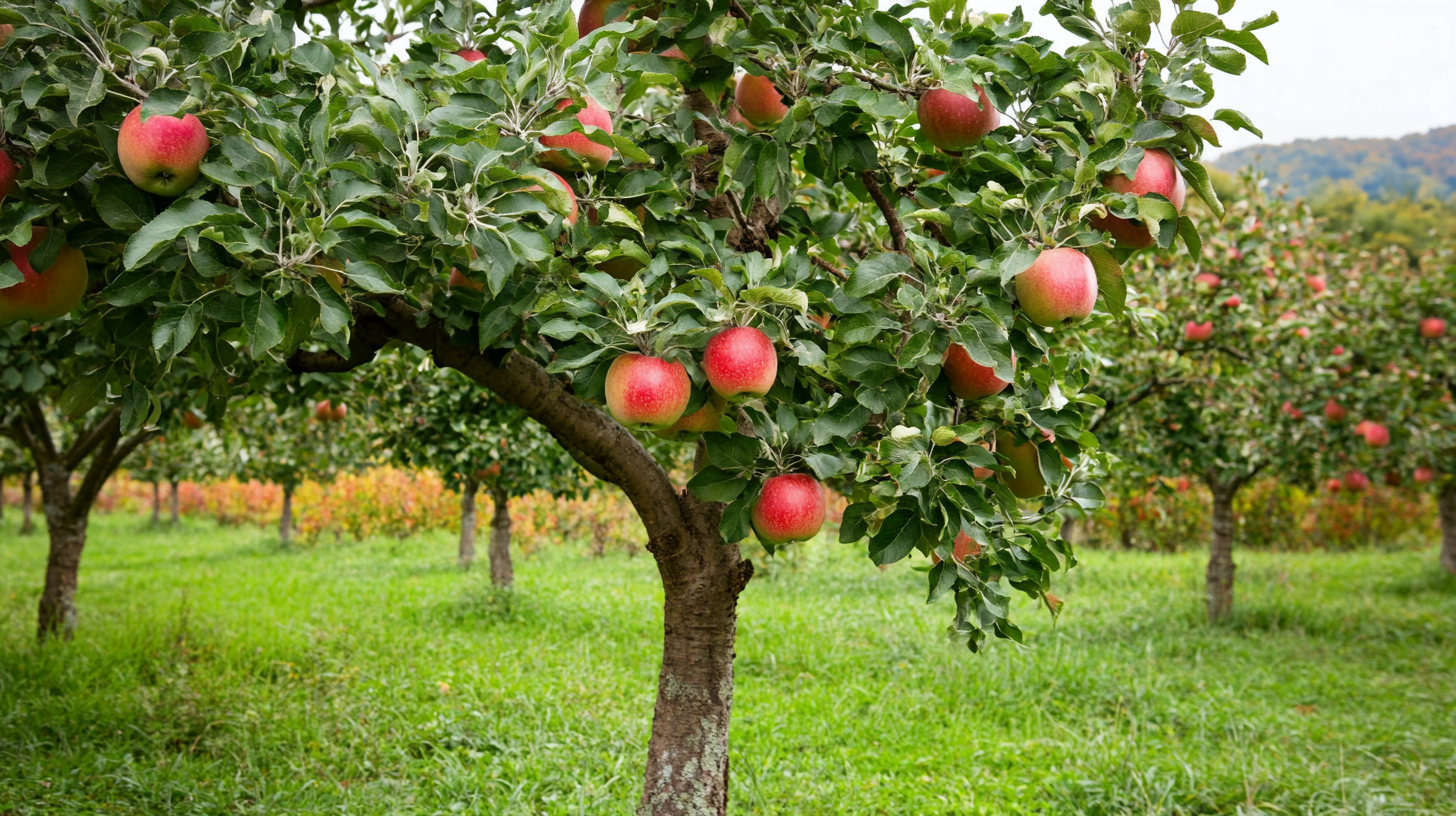 Can Apple Trees Grow in Shade? A Comprehensive Guide - Orchard Knowledge